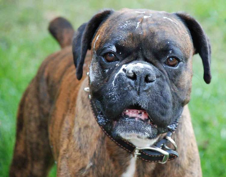 Slobbery_Chico_-_99_KB | Boxer World Forums