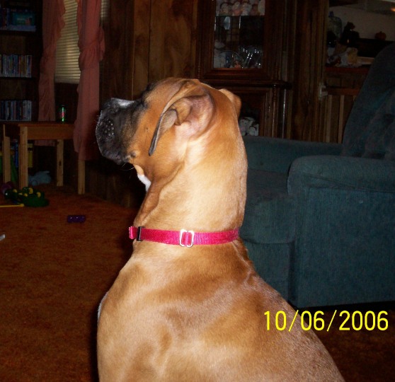 Sophie (6 mo) | Boxer World Forums