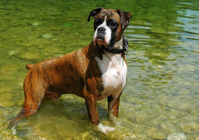 Wet dog | Boxer World Forums